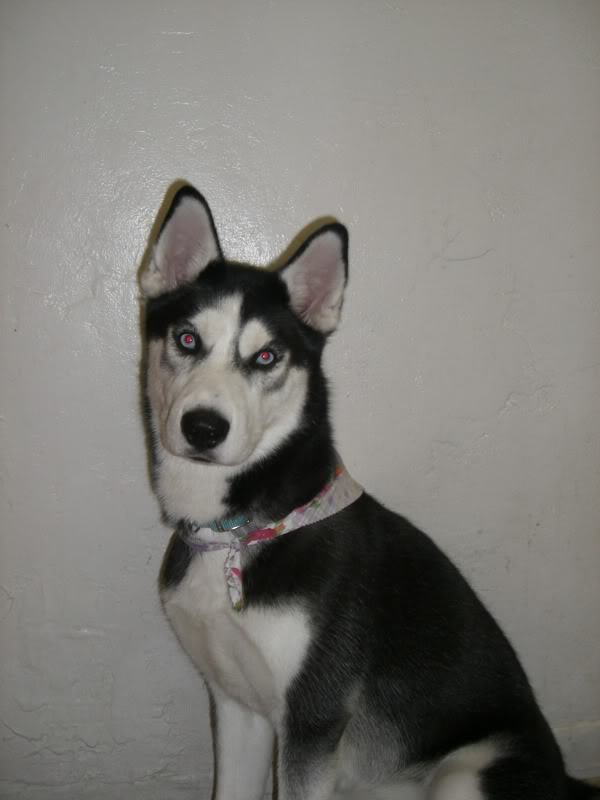 Husky Markings?