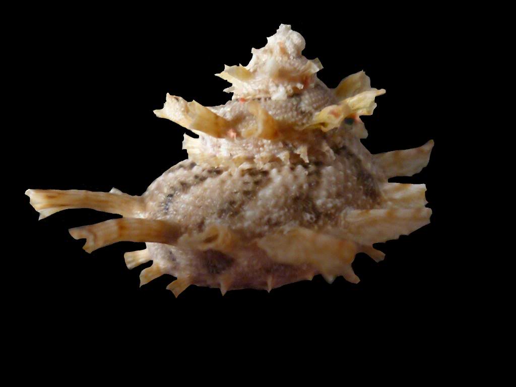 Bolma girgyllus (Reeve, 1861)
