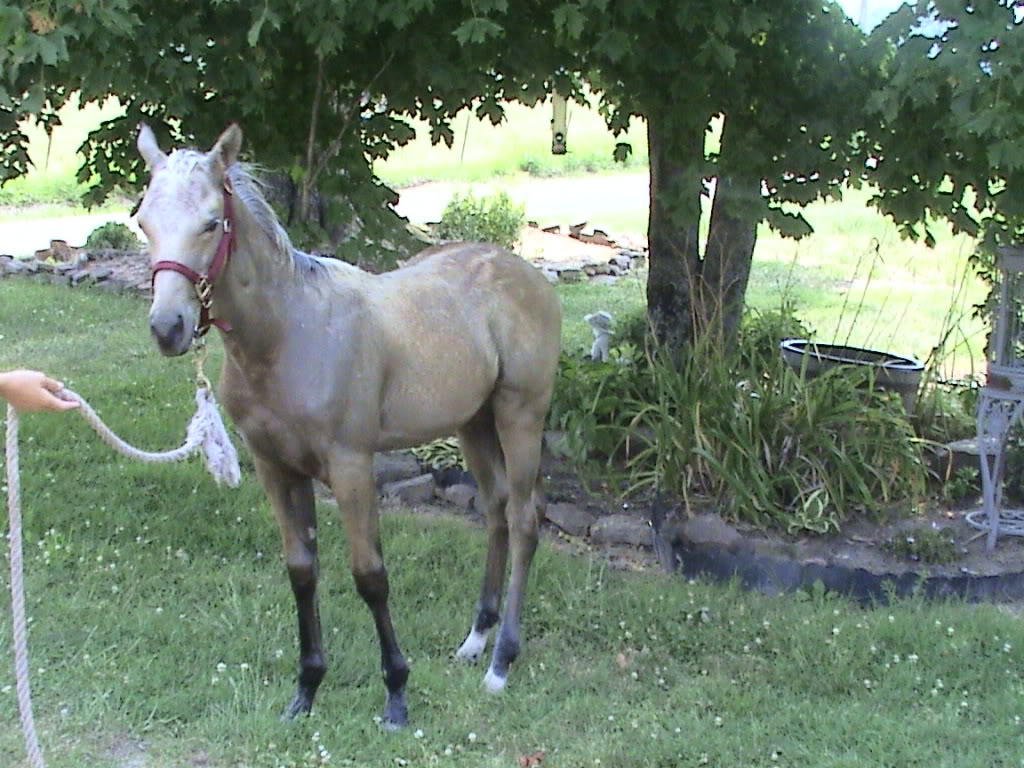 is my foal a silver buckskin?