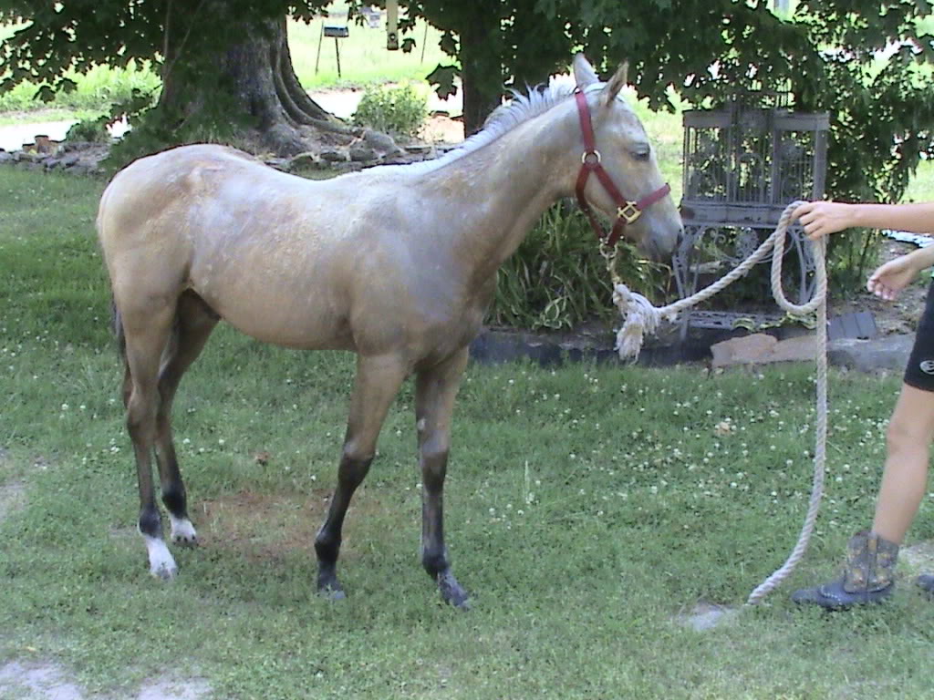 is my foal a silver buckskin?