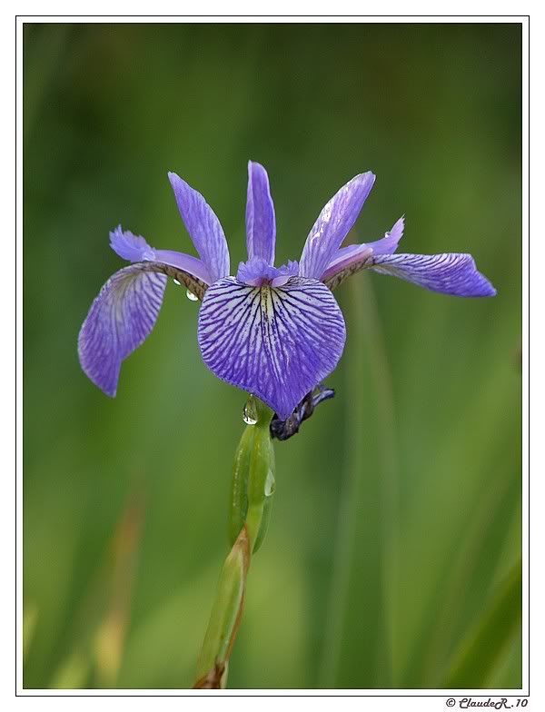Les dernières floraison pour cette année, iris versicolore.