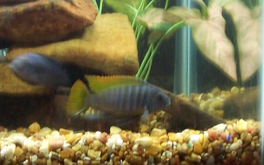 Labeotropheus trewavasae