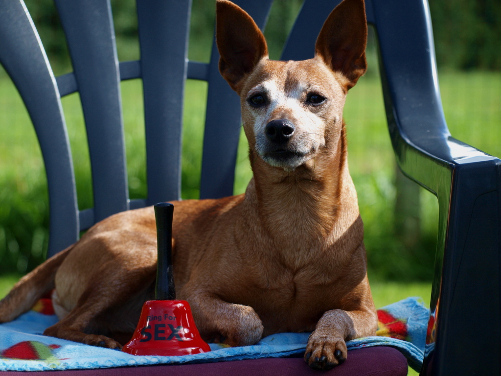 Kalender 2013 - DVERGPINSCHER