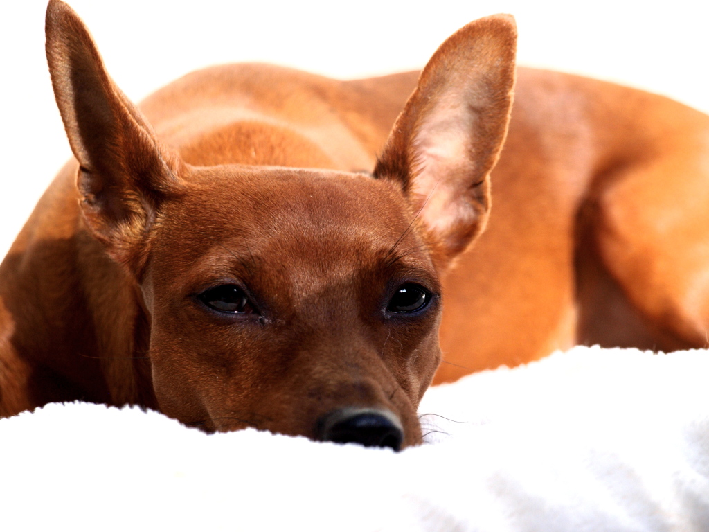Kalender 2013 - DVERGPINSCHER