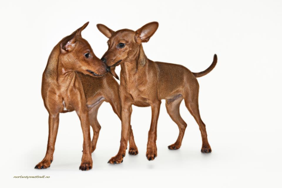 Kalender 2013 - DVERGPINSCHER