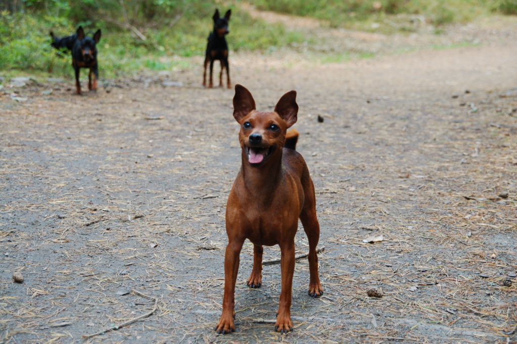 Kalender 2013 - DVERGPINSCHER