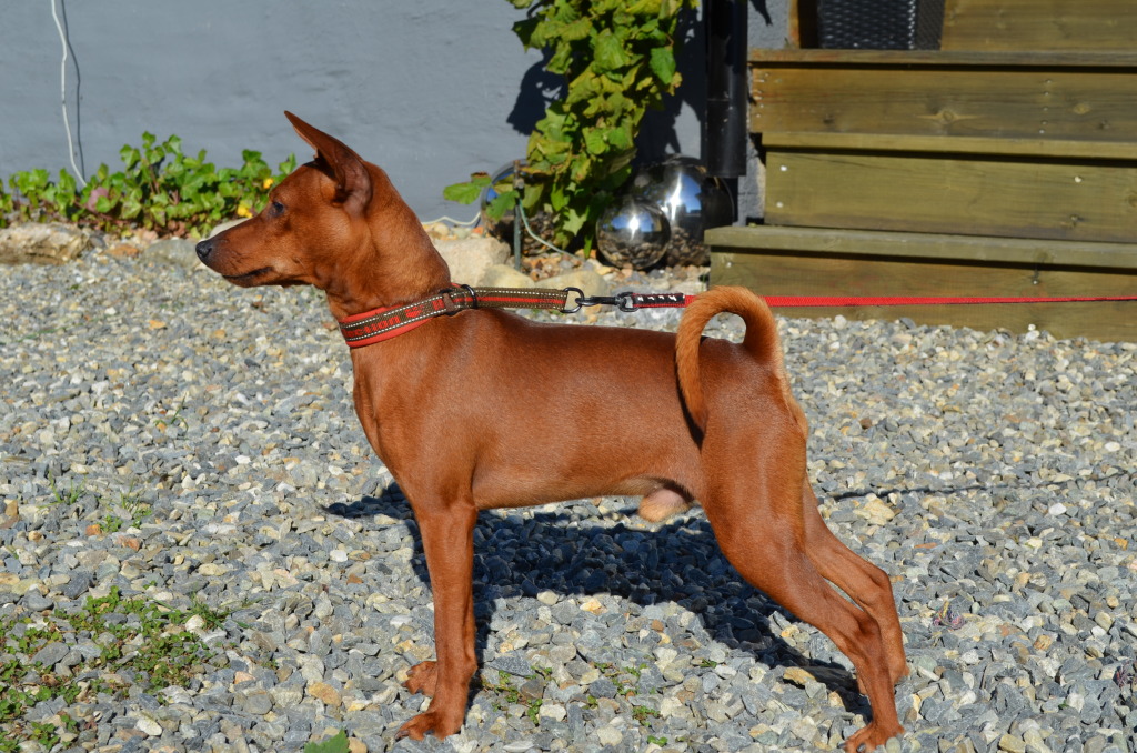 Kalender 2013 - DVERGPINSCHER