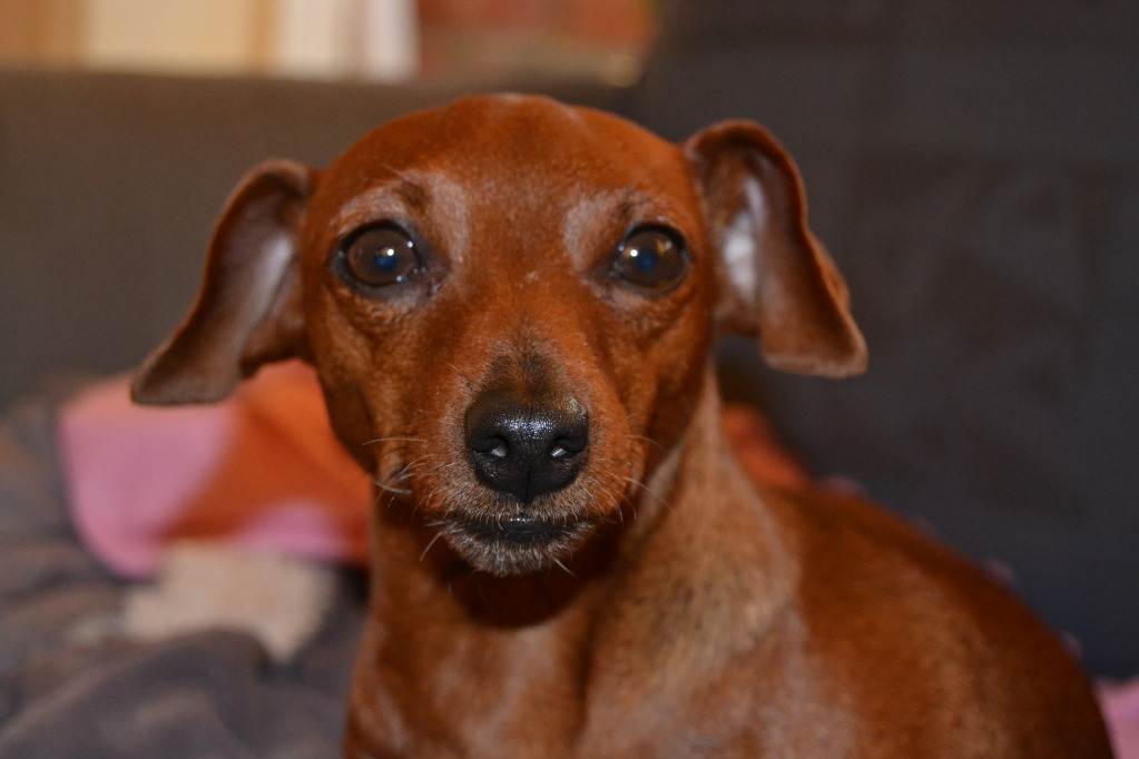 Kalender 2013 - DVERGPINSCHER