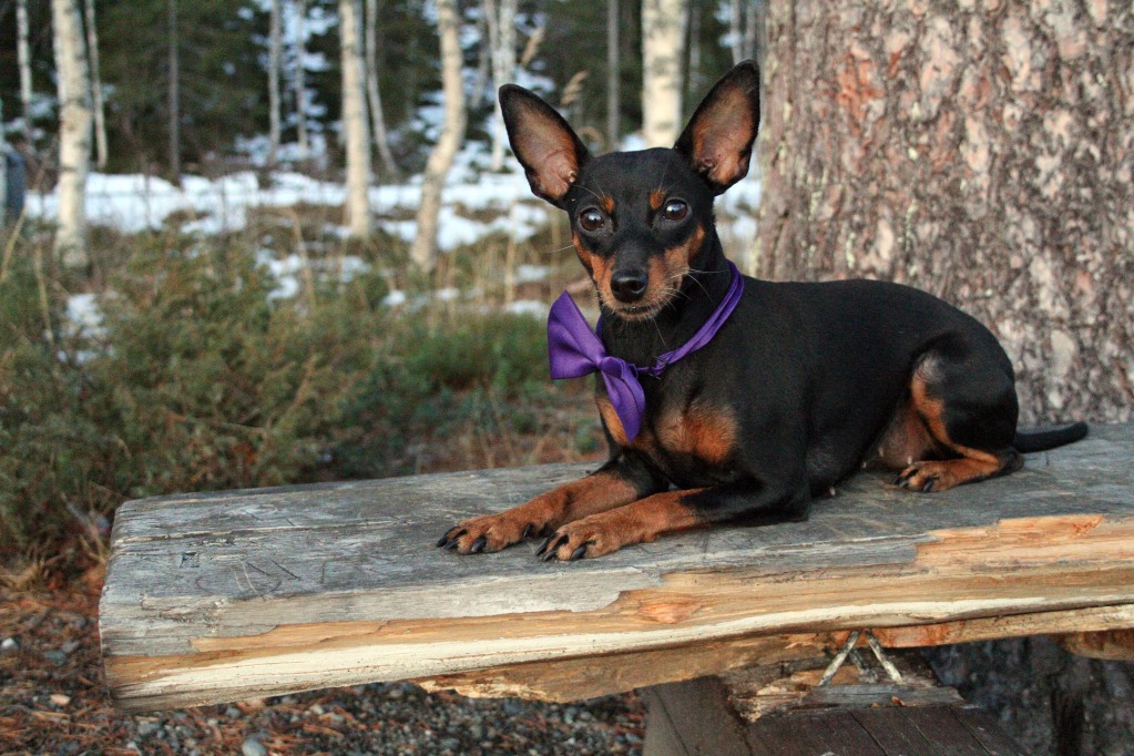 Kalender 2013 - DVERGPINSCHER