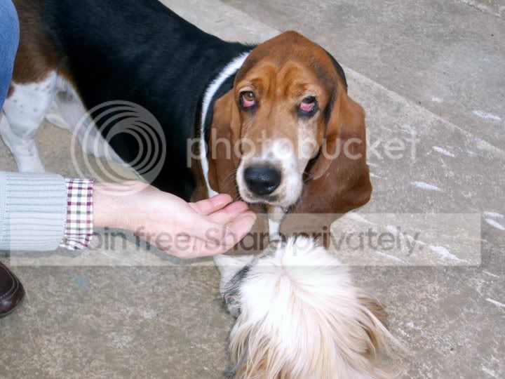 [BARCELONA] BASSET HOUND EN ADOPCIÓN