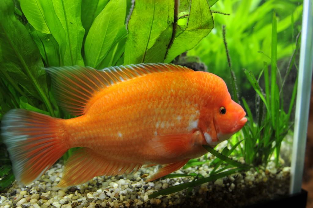Photo de mon Midas/Red Devil