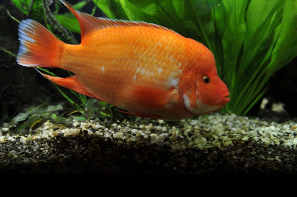 Photo de mon Midas/Red Devil