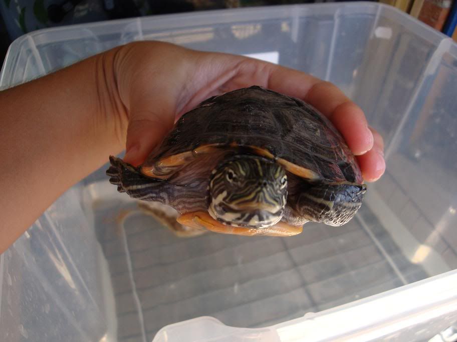 RUBI. Tortuga acuática joven en adopción. Alicante