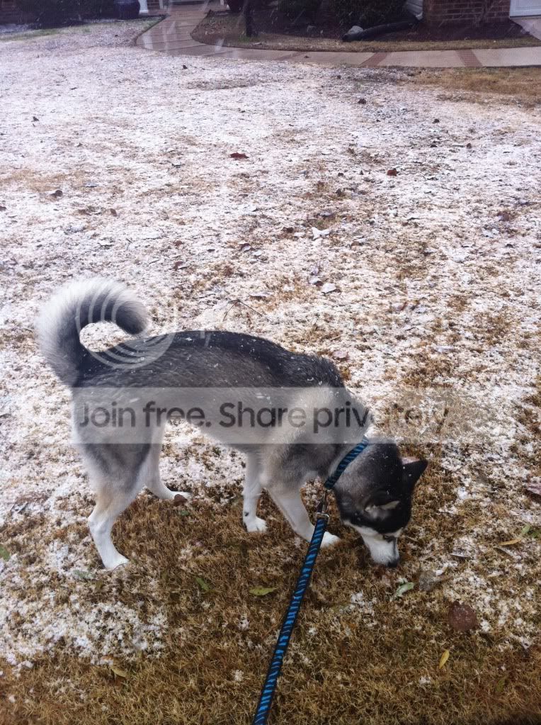 What unique markings does your Husky have?