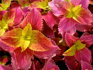 HABLEMOS DE COLEO / Coleus blumei