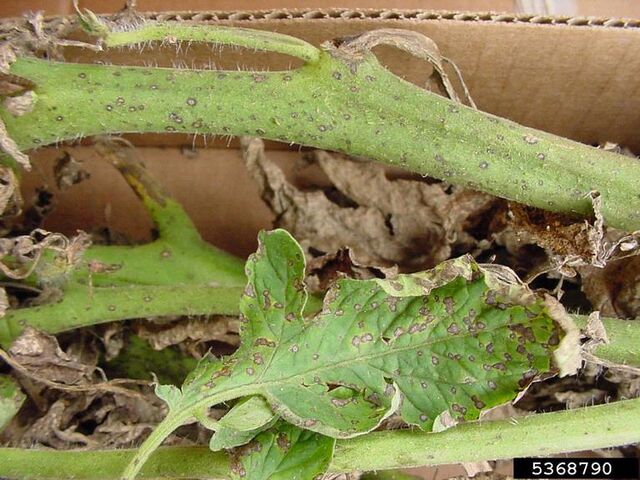 Hongo: Septoria