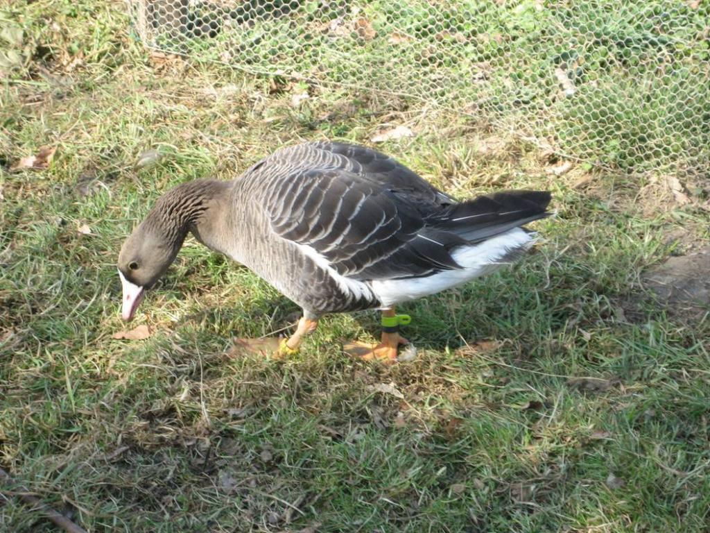 Mes canards et oies