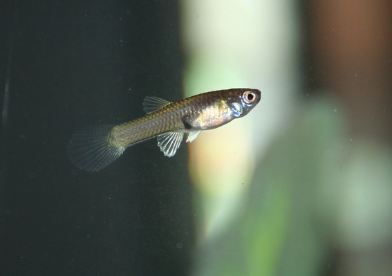 Questions sur alevin guppy svp