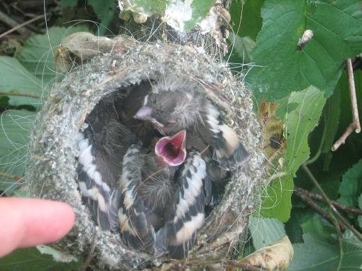 bébé oiseaux