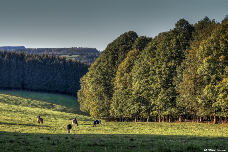 les ardennes. belge ( les hautes fagnes )