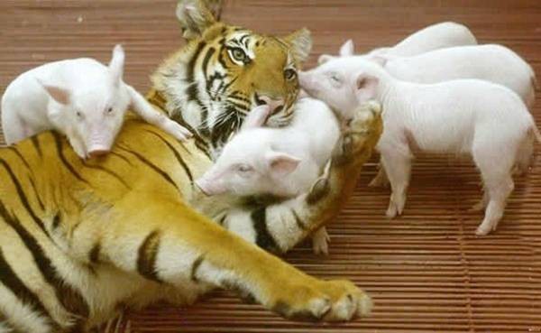 De belles images d'animaux en tout genre, selon vos envies ♥ - Page 5