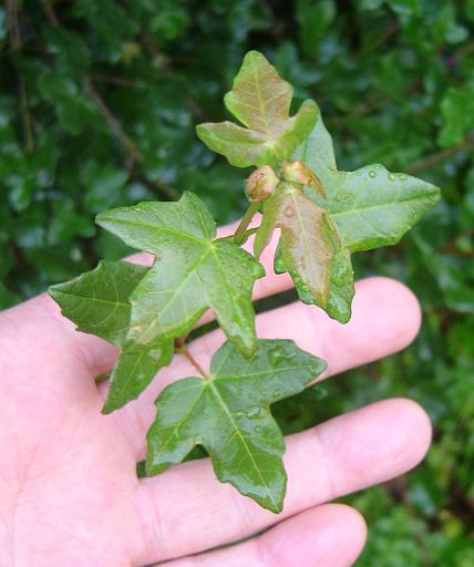 Acer Monspessulanum (Montpelier Maple)