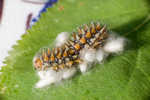 chenille en cocon