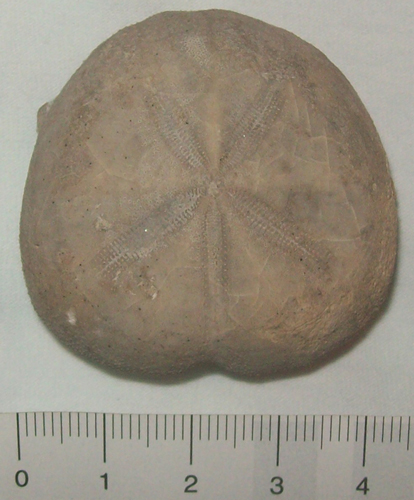 ¿Micraster SP.?
