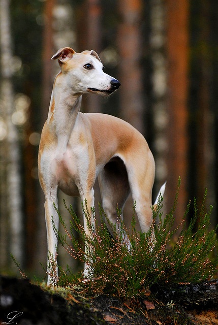 Le Greyhound