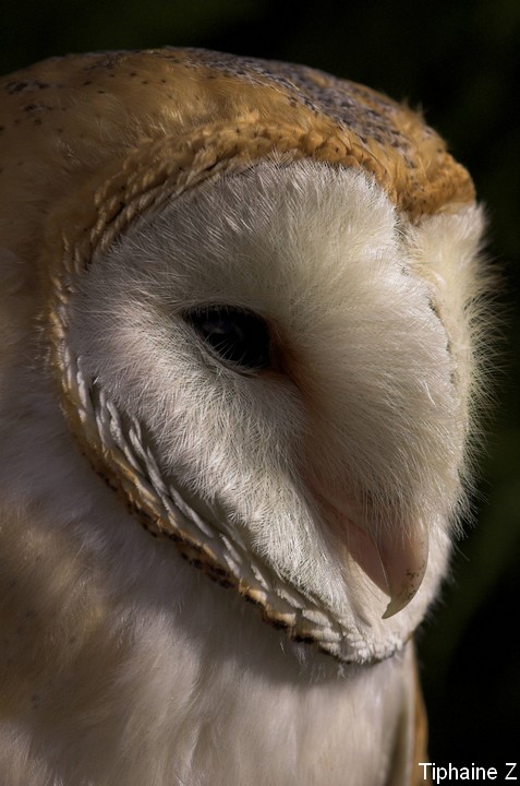 Lachés d'oiseaux, reptiles, amphibiens insectes etc PHOTOS
