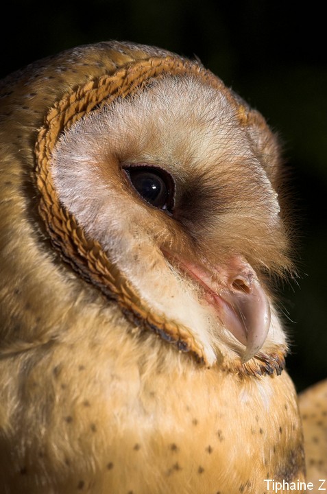 Lachés d'oiseaux, reptiles, amphibiens insectes etc PHOTOS