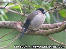 Bird conservation: Alaotra grebe confirmed extinct