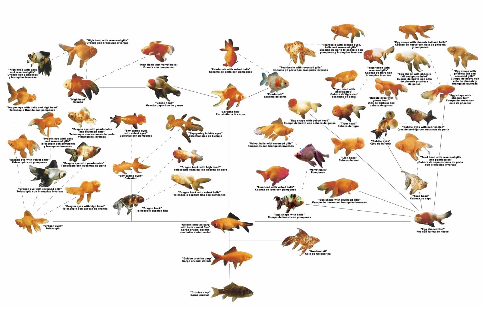 Arbol Genealogico del Goldfish