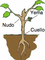 Partes del tallo y su función.