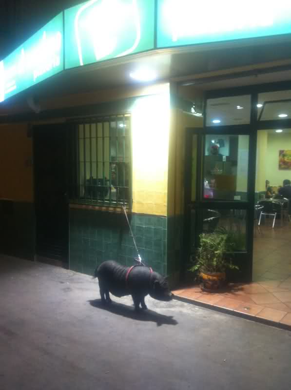 Babi Ngepet Malasia