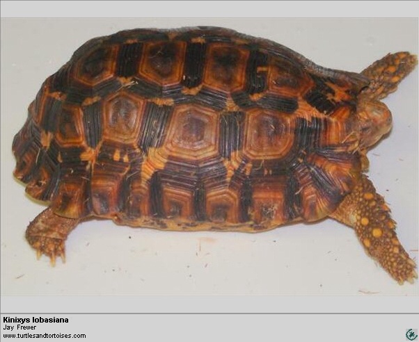 Familia Testudinidae