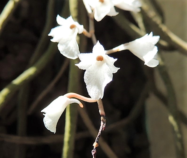 Microcoelia obovata