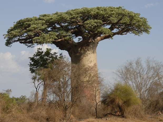 Selva de Madagascar