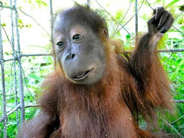 ANIMALES CON SINDROME DE DOWN