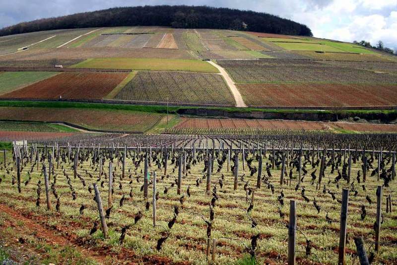 VIGNES ET VENDANGES (France+historique)