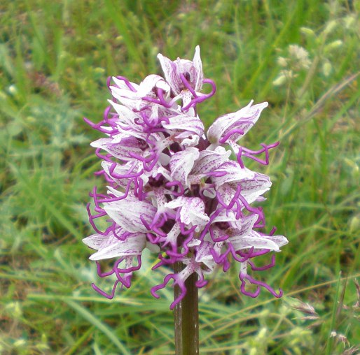 Orchidées autochtones- Nos belles sauvages in situ