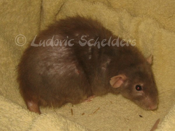 Les Chat-Rat-Bia - CRB - Belgique