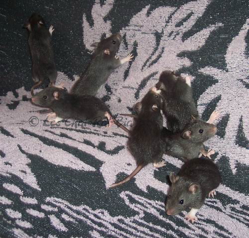 Les Chat-Rat-Bia - CRB - Belgique