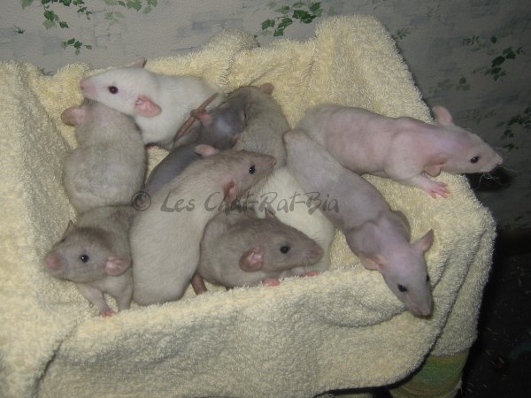 Les Chat-Rat-Bia - CRB - Belgique