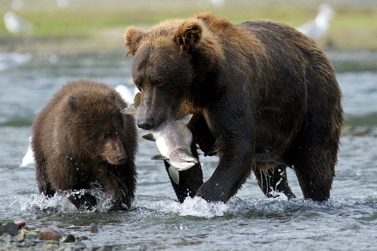 Osos pescando salmones