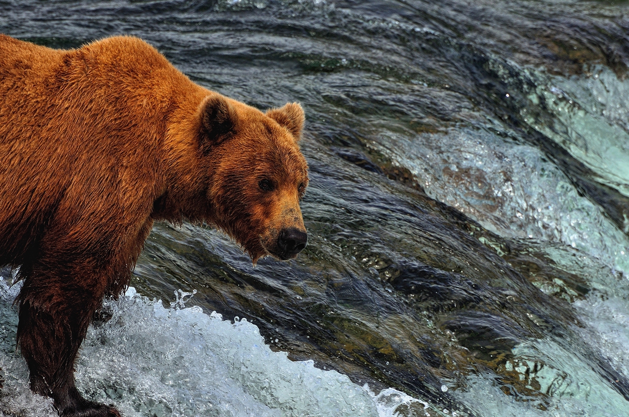 Osos pescando salmones
