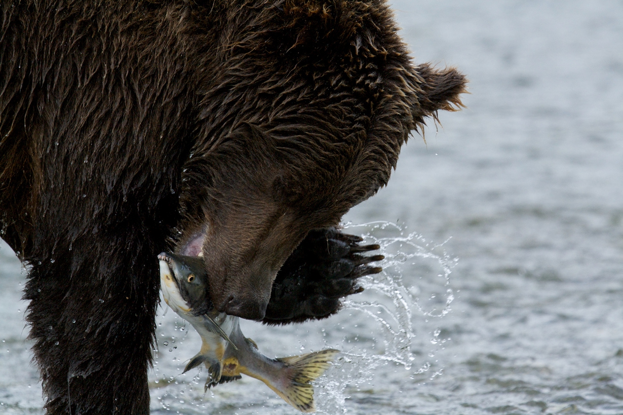 Osos pescando salmones