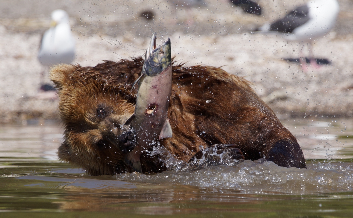 Osos pescando salmones
