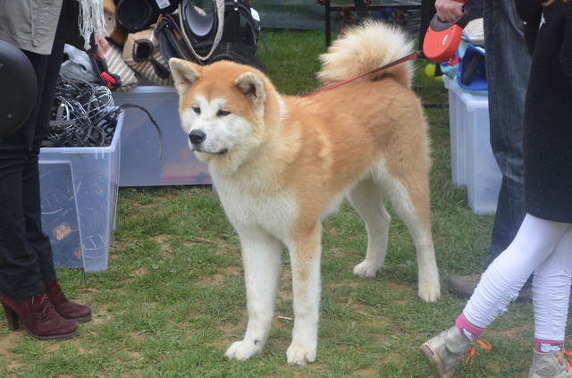 Akita Inu ( Veliki Japonski pes)
