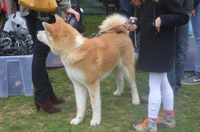 Akita Inu ( Veliki Japonski pes)